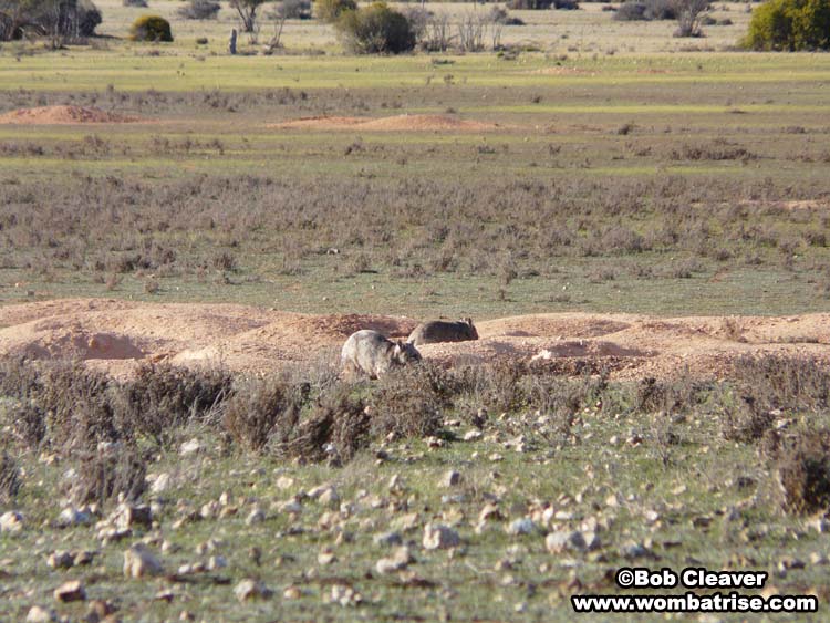 Wombat Burrows Picture